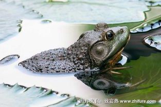 牛蛙和癞蛤蟆的区别 - dou60